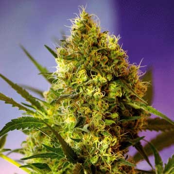 BIG DEVIL #2 AUTO - Samsara Seeds - Root Catalog